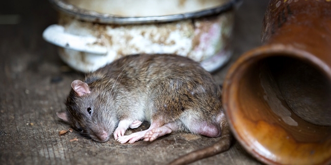 Rongeur Dans Les Murs Maison | Ventana Blog